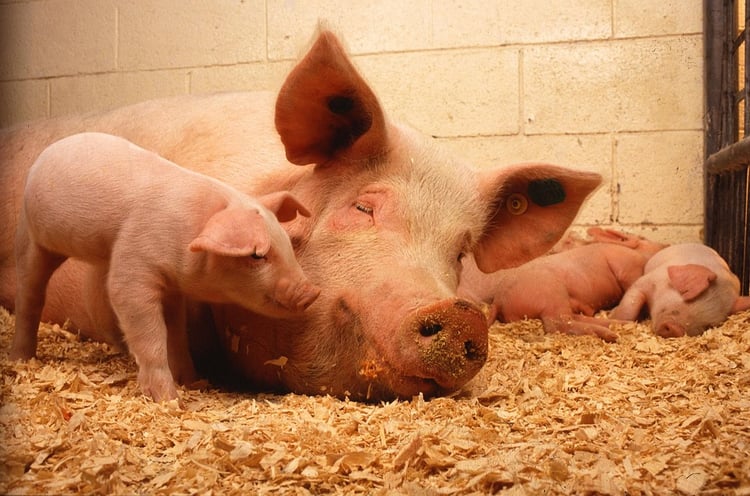 Farrowing Unit Management