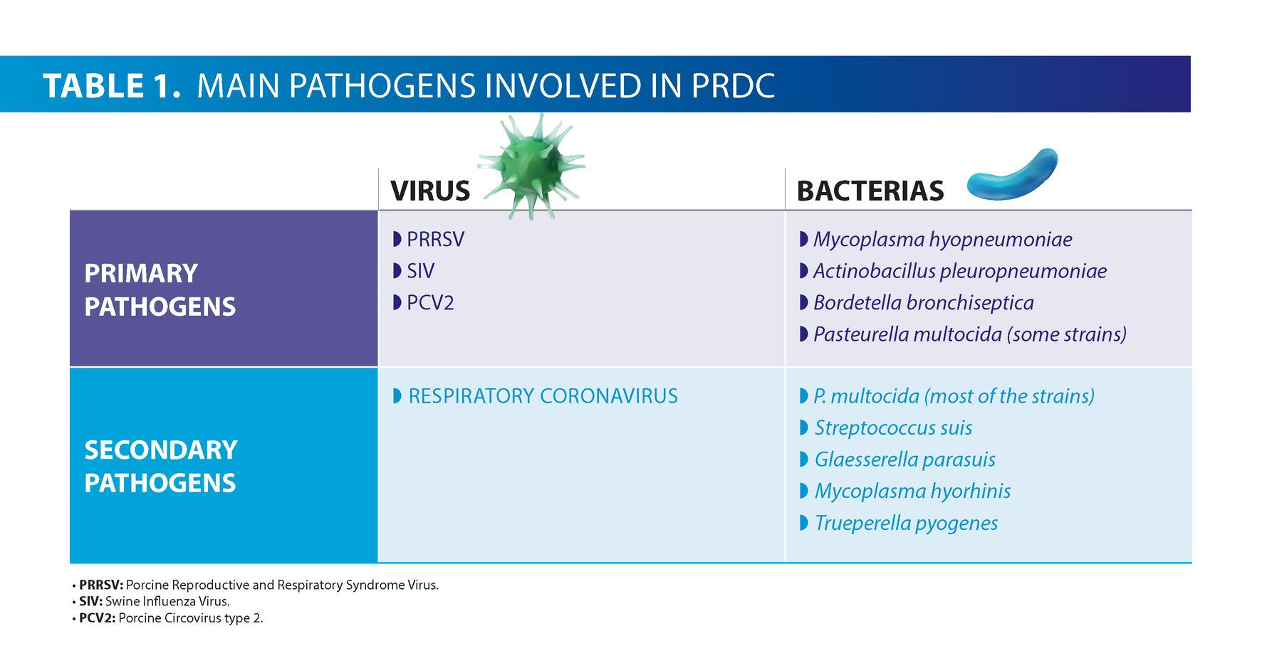 Economic impact of respiratory diseases in pigs