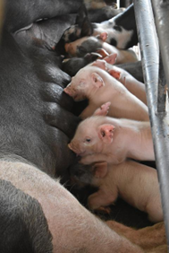 Farrowing Area Checklist