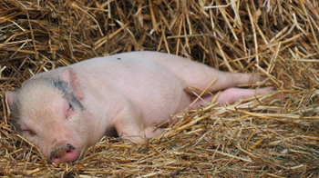 How to minimise Piglet Stress