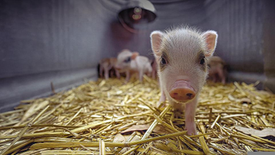 How to Reduce Piglet Mortality in the Farrowing Unit