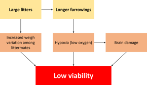 How to Reduce Piglet Mortality in the Farrowing Unit