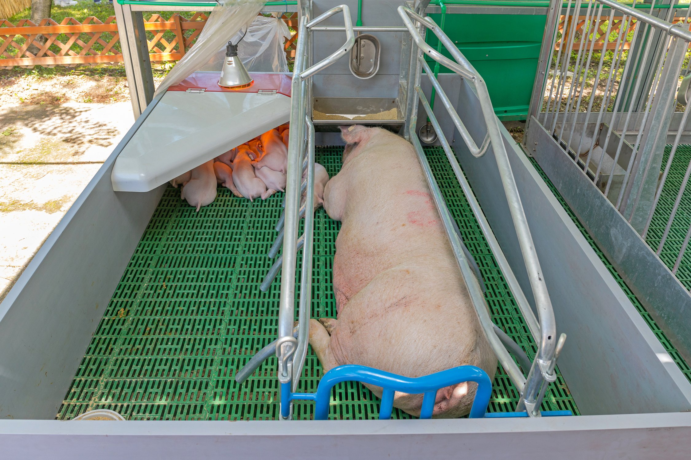 How to improve piglet immunity in the farrowing unit