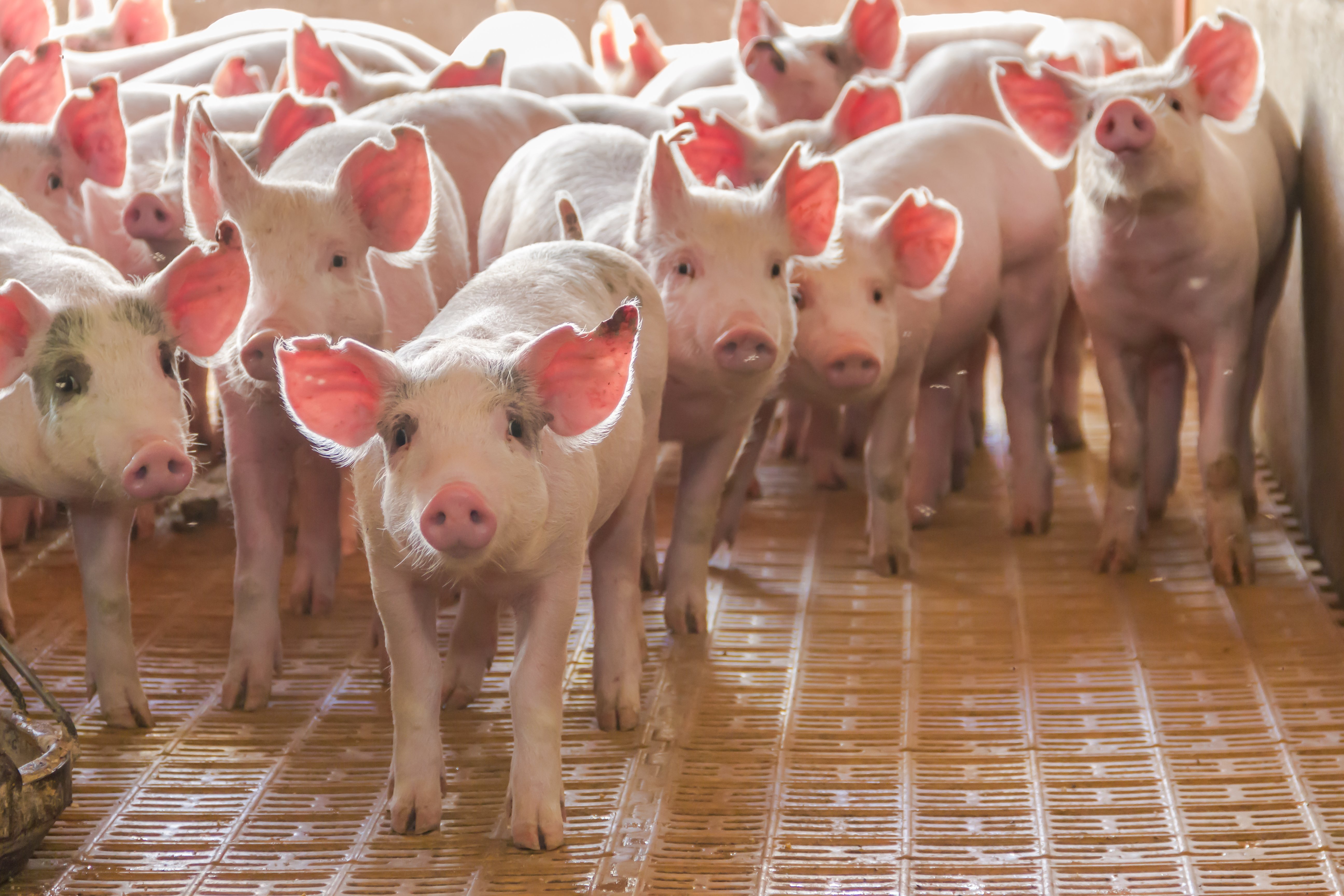 How to improve piglet immunity in the farrowing unit