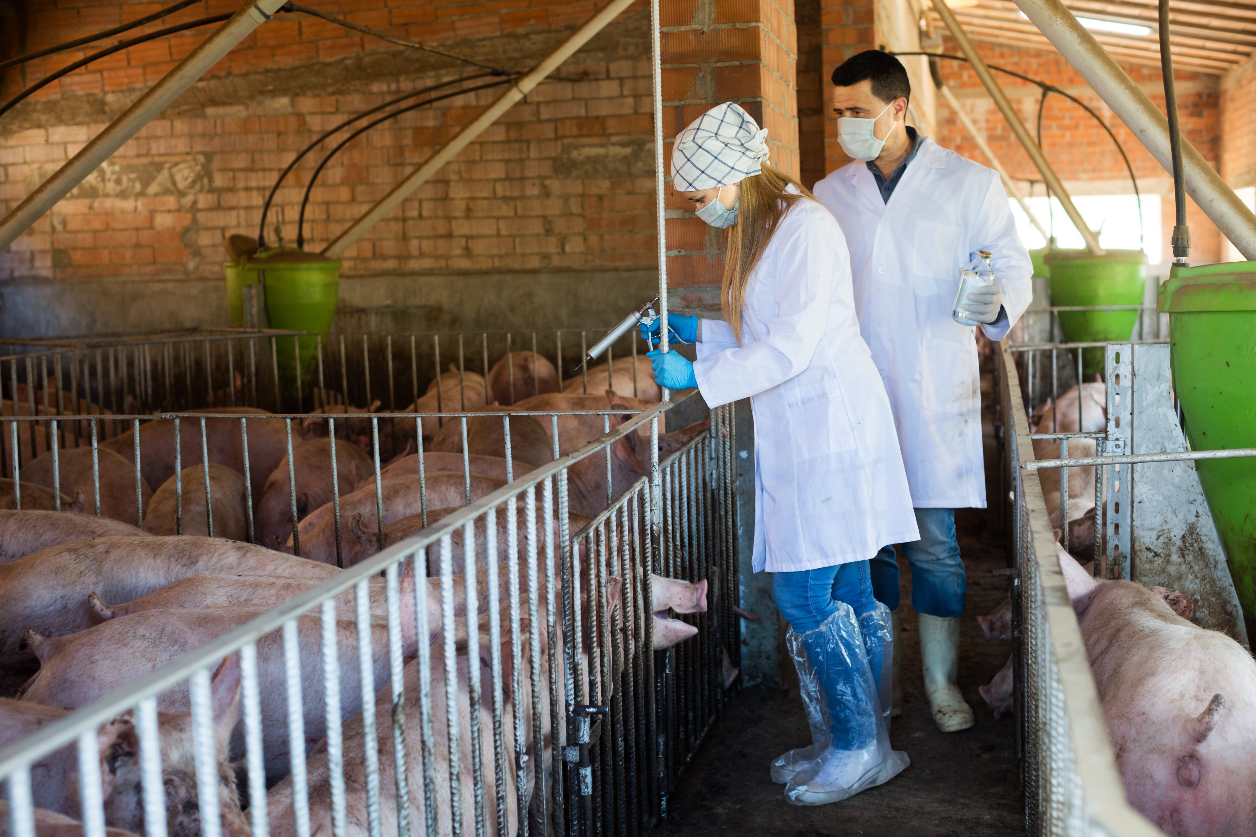 How to improve piglet immunity in the farrowing unit