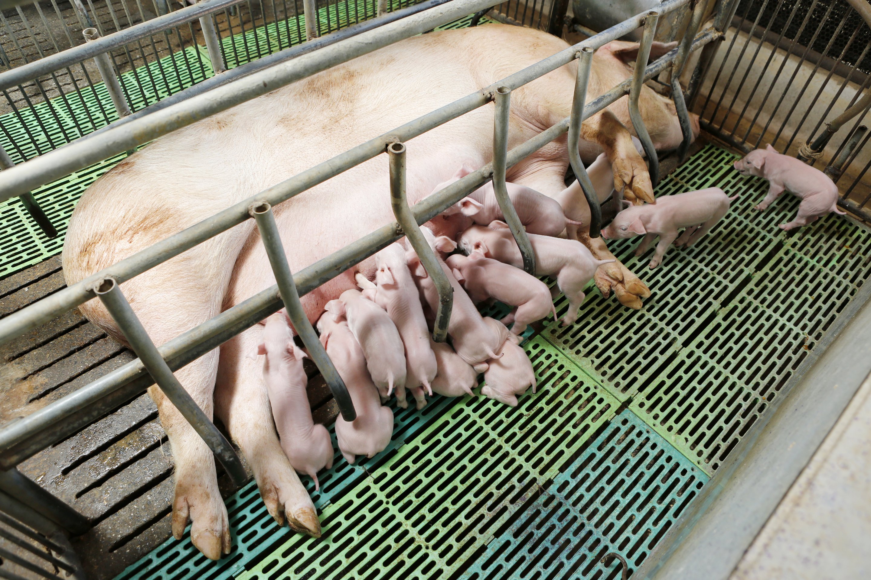 Piglet diarrhoea and anaemia: diagnosis in the farrowing unit