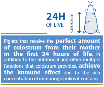 High Quality Piglets (2/3)