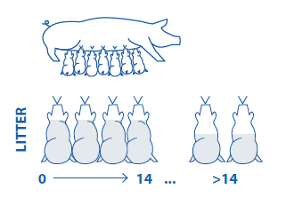 High Quality Piglets (2/3)