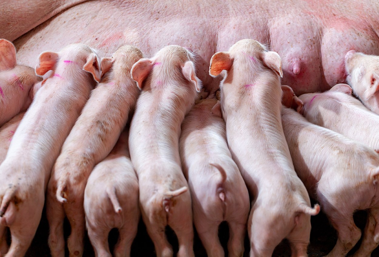 Ceva Swine Health Portal