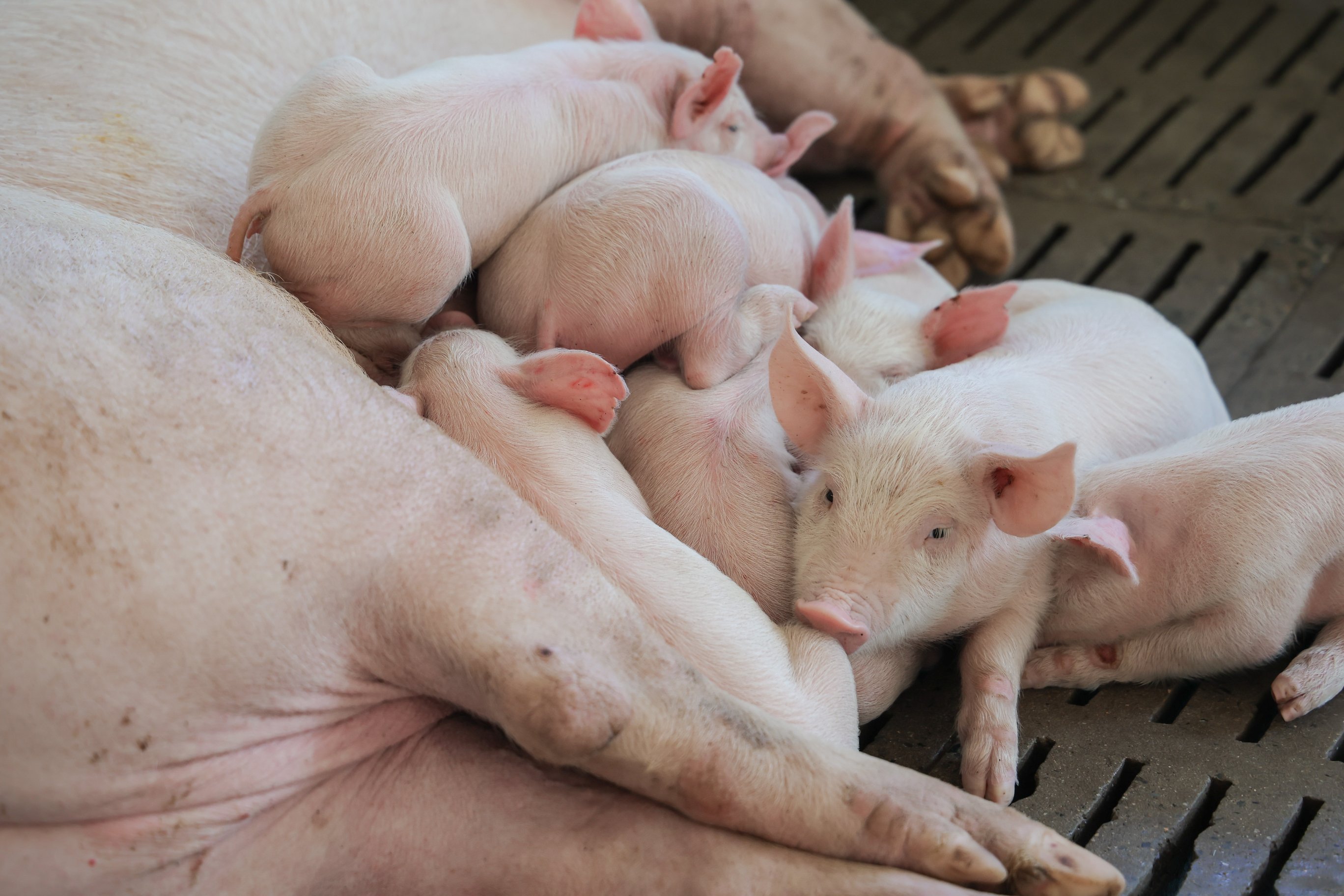 How does the design of the farrowing unit affect the productivity of a ...