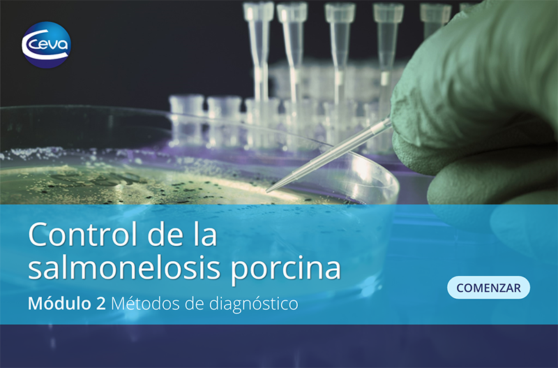 Diagnóstico y control de Salmonella en porcino
