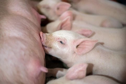 Treatment of Iron Deficiency in Pigs