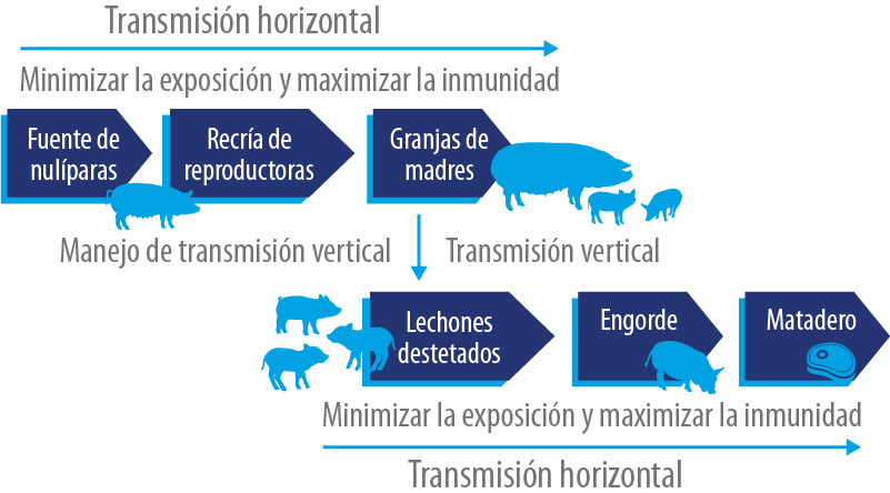 El papel de la influenza en el complejo respiratorio de origen ...