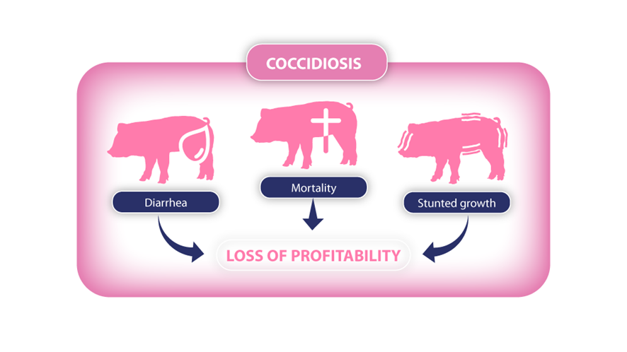 Coccidiosis in piglets