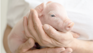 High Quality Piglets (3/3)