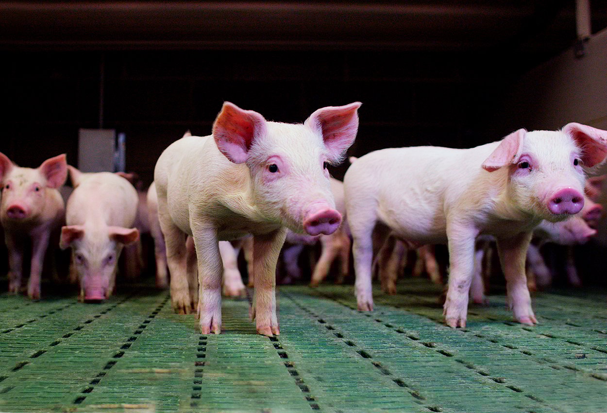 How to minimise Piglet Stress