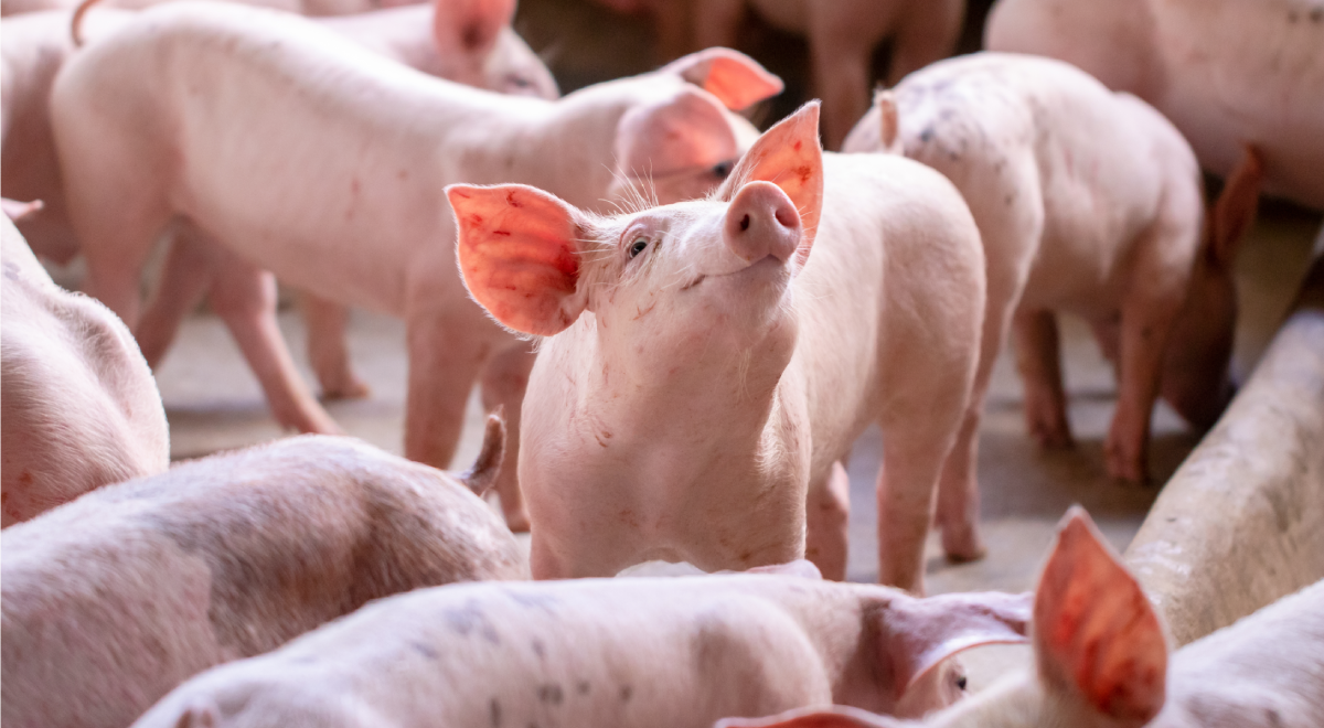 Importance of pathology in swine diagnostics (1/2)