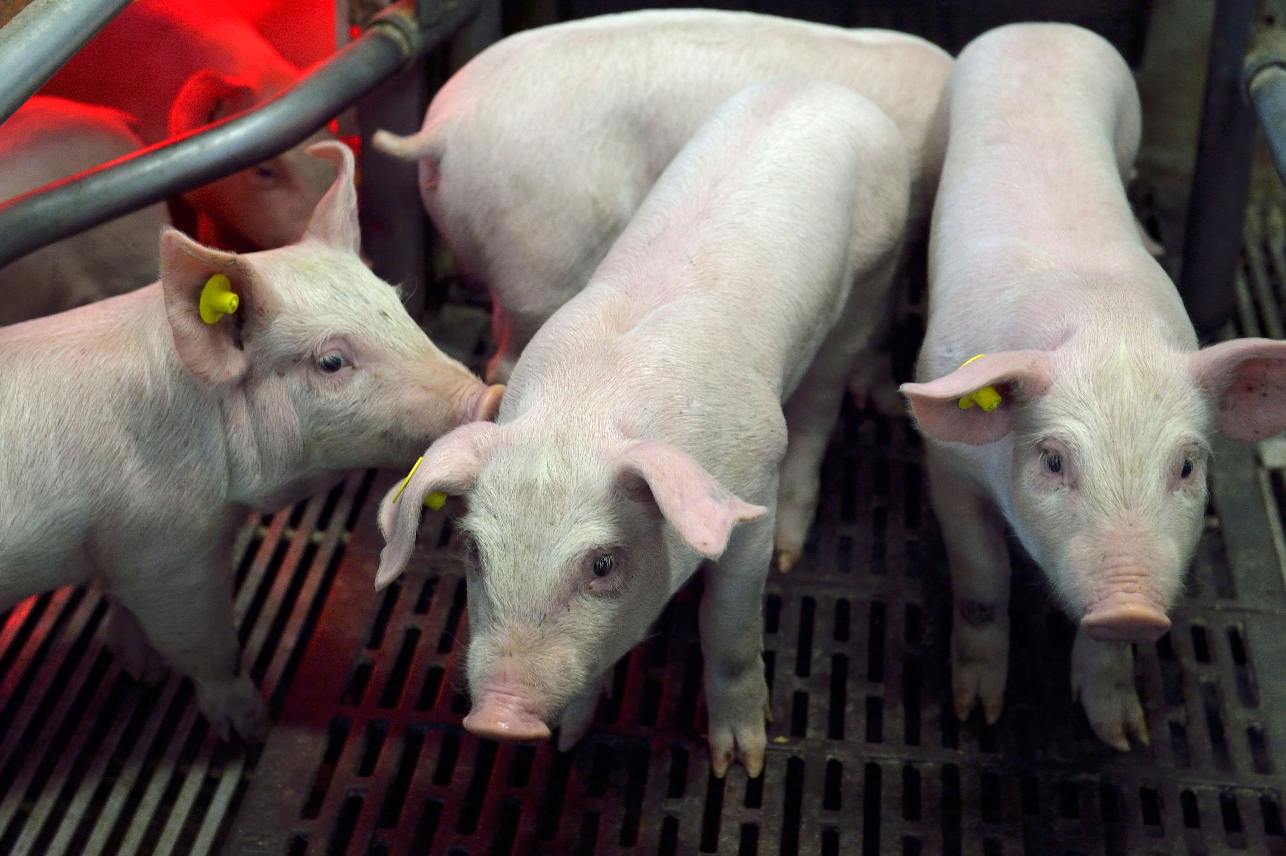 Comprendre la streptococcie en élevage porcin