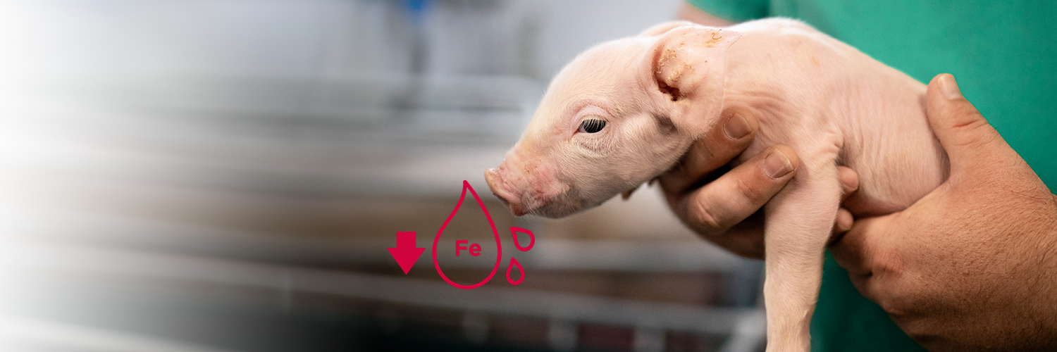 Treatment of Iron Deficiency in Pigs