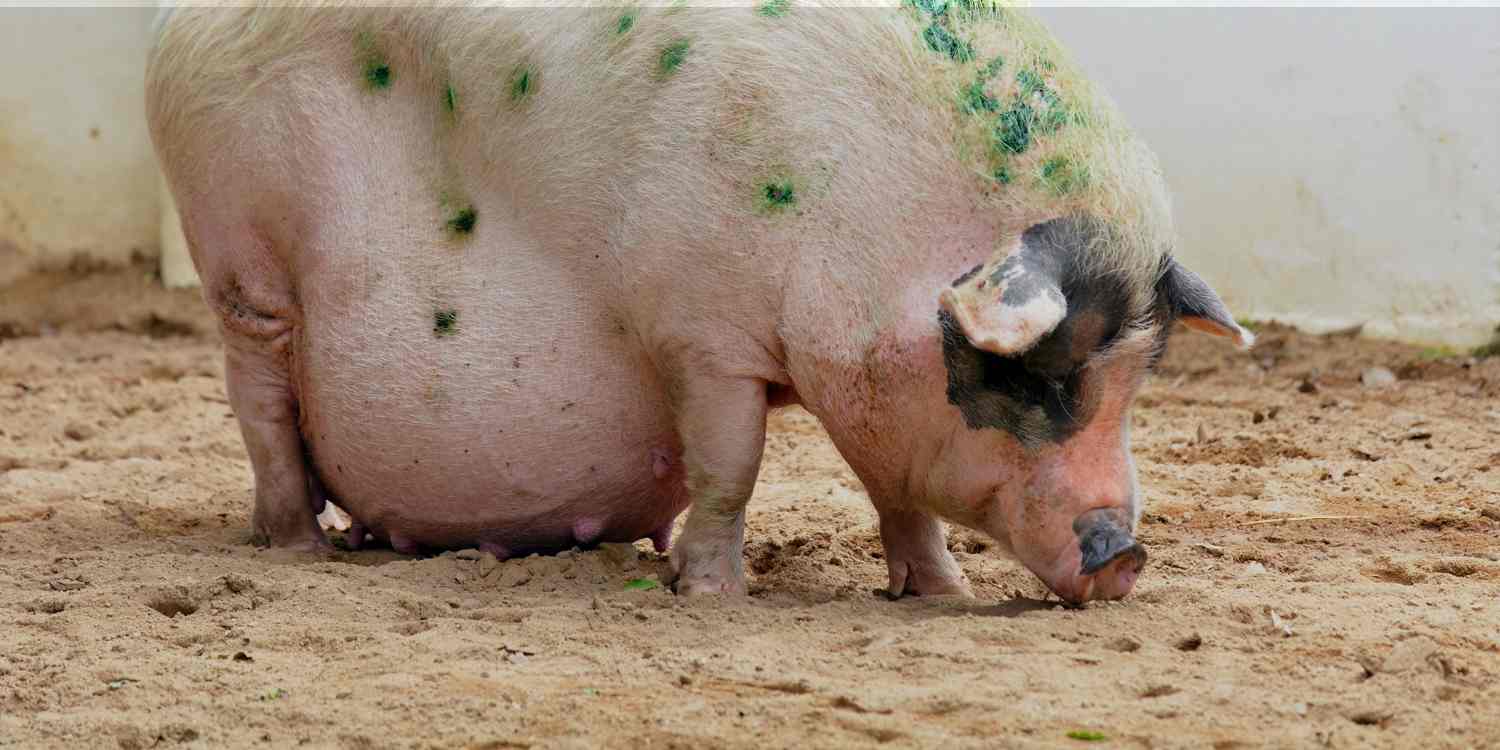 Bases para comprender y optimizar el ciclo reproductivo porcino