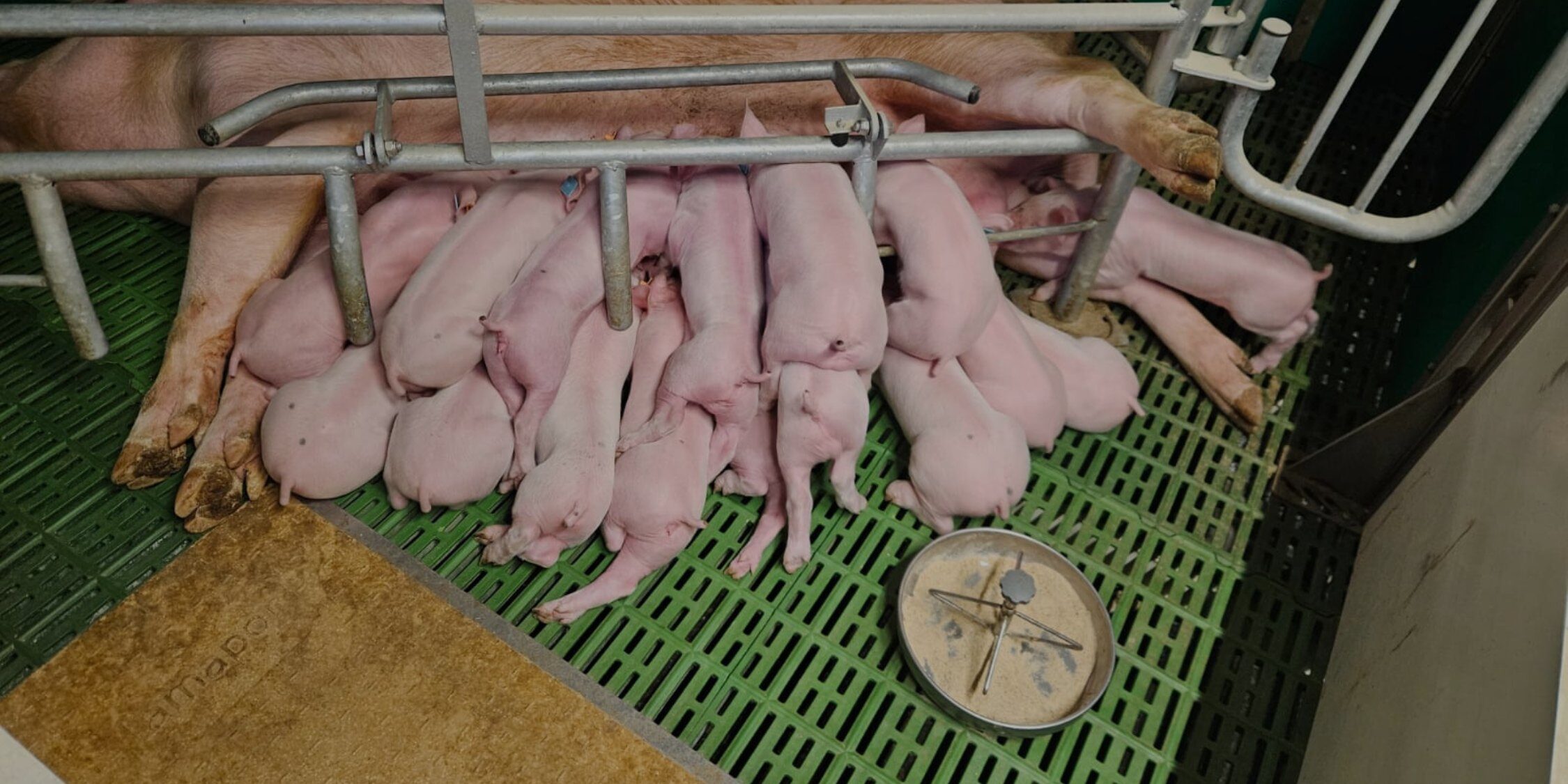 Creep Feeding: la clave para mejorar el peso al destete en lechones