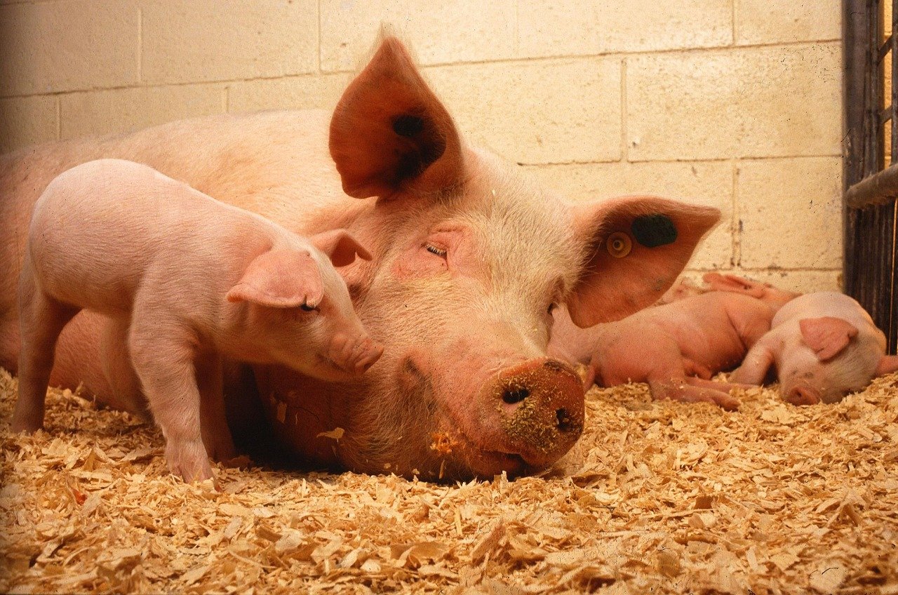 Farrowing Area Checklist